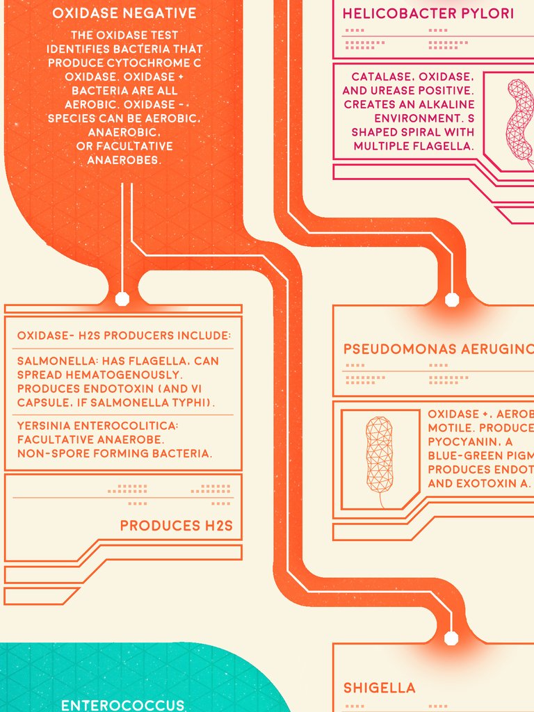 Bacteria Identification Flowchart (Matte) – NerdcoreMedical